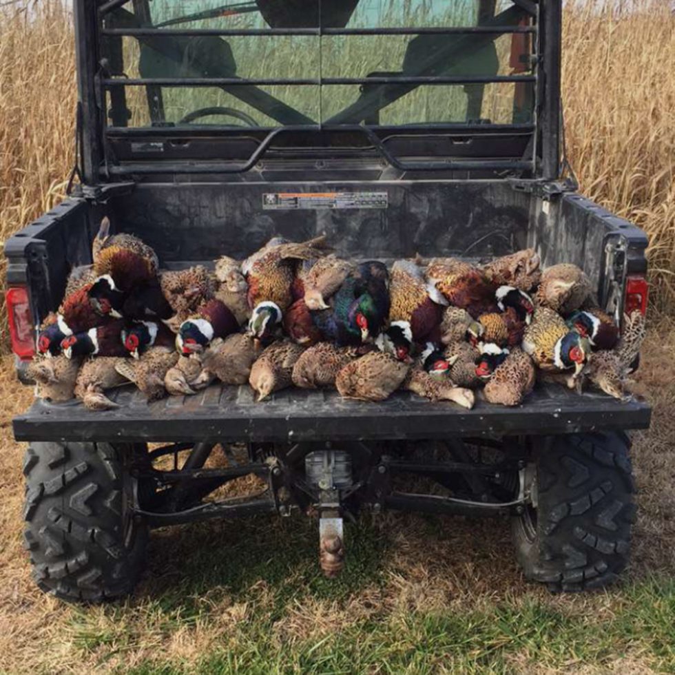 Walker Gamebirds & Hunting Preserve | Kansas Upland Hunting & Gamebird ...